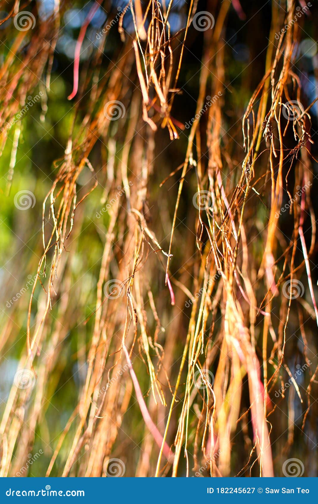 Brown Tree Nature Texture Background Stock Image - Image of design ...