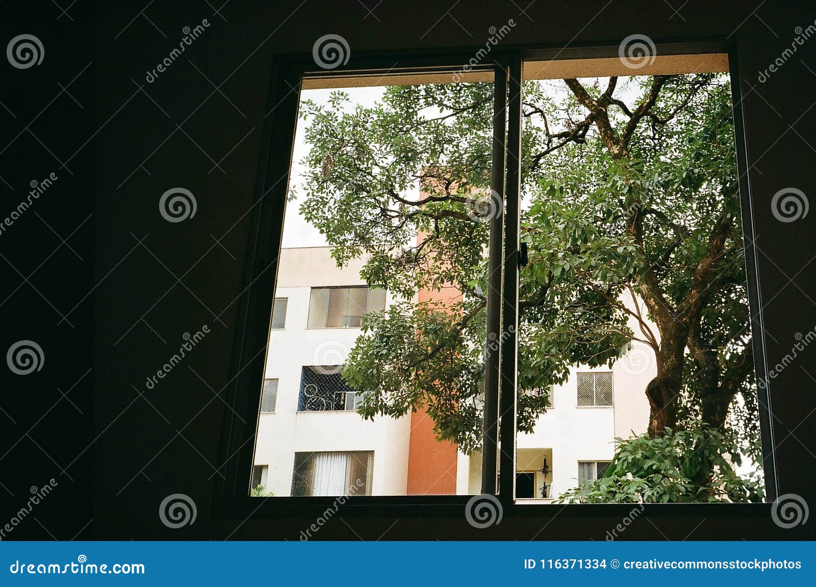 Brown Tree Outside Closed Glass Window Picture. Image: 116371334