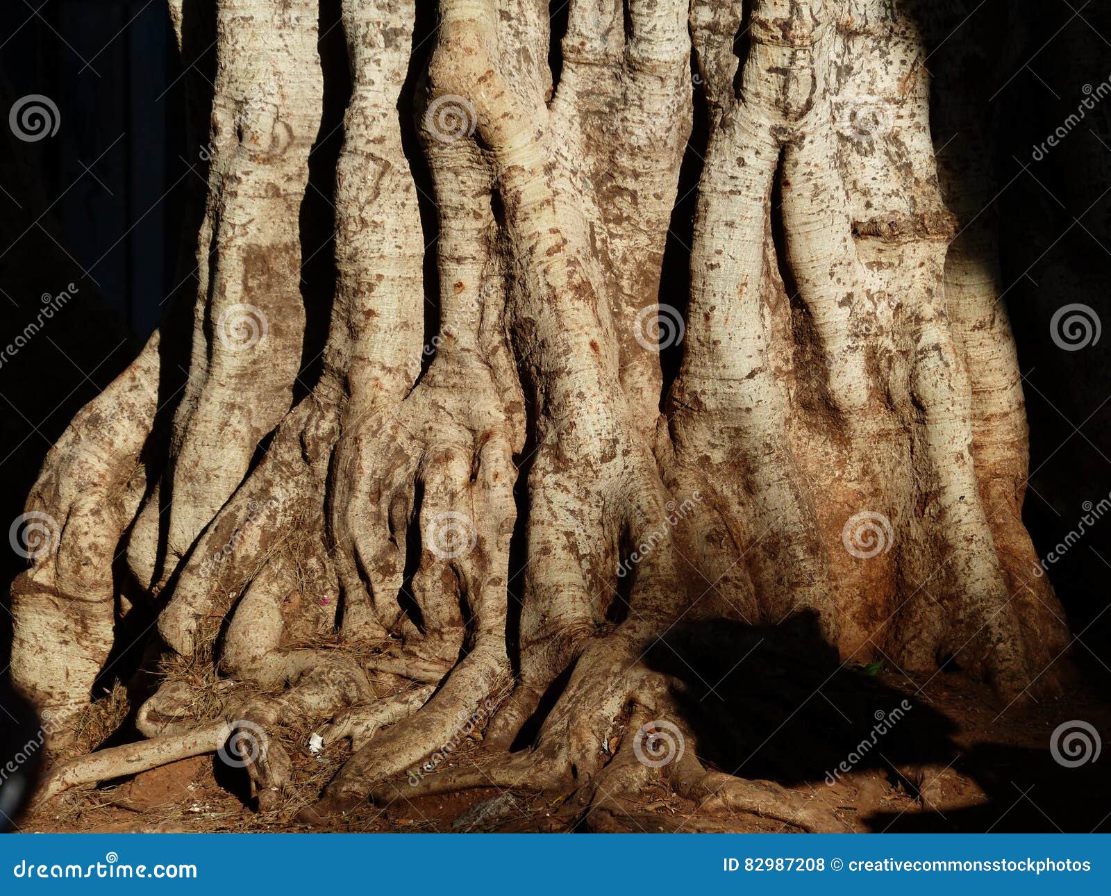 Brown Tree Root Picture. Image: 82987208