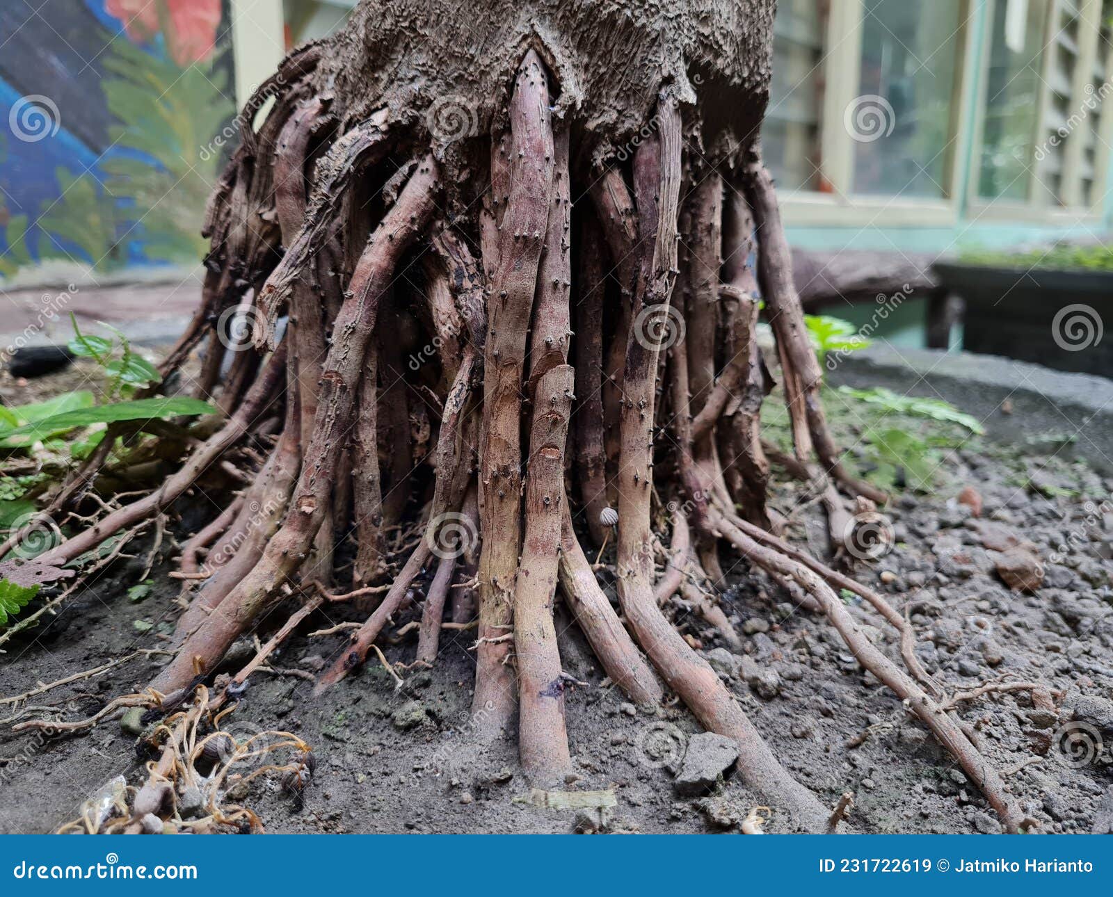 Brown Tree Roots in Stone Pots Stock Image - Image of tree, rown: 231722619