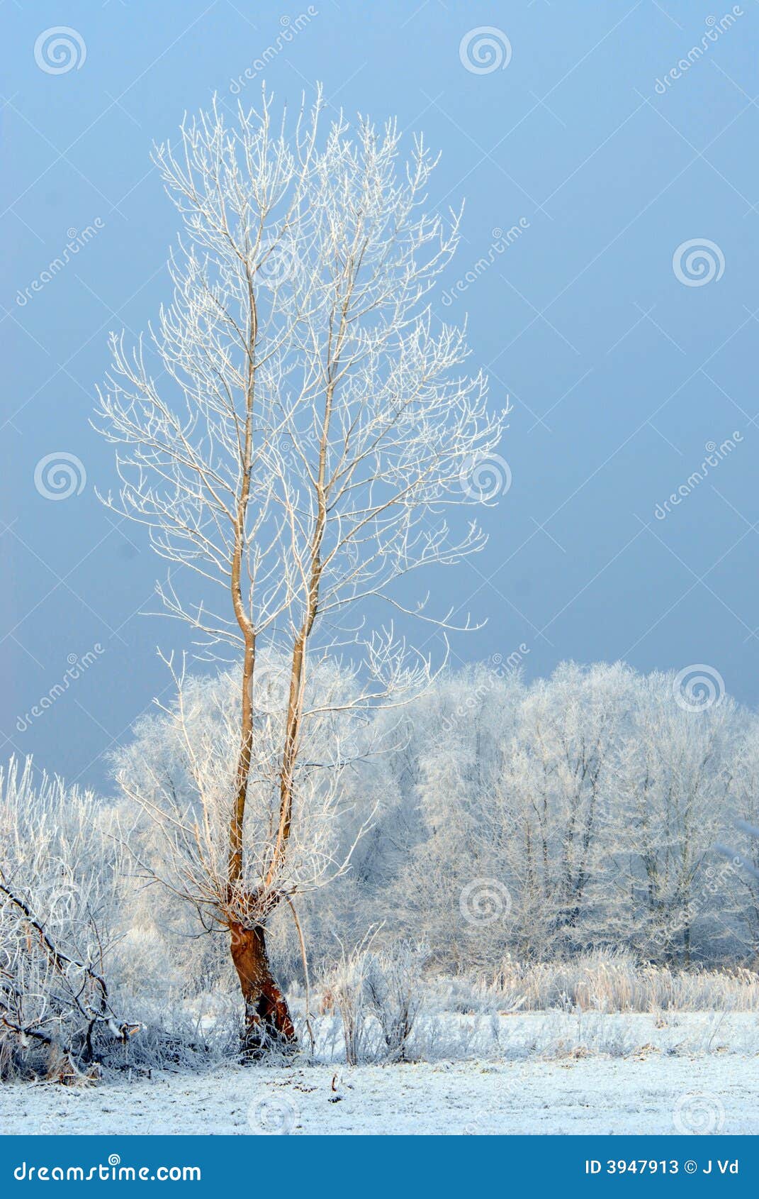 Brown tree with snow stock image. Image of outdoors, snowy - 3947913
