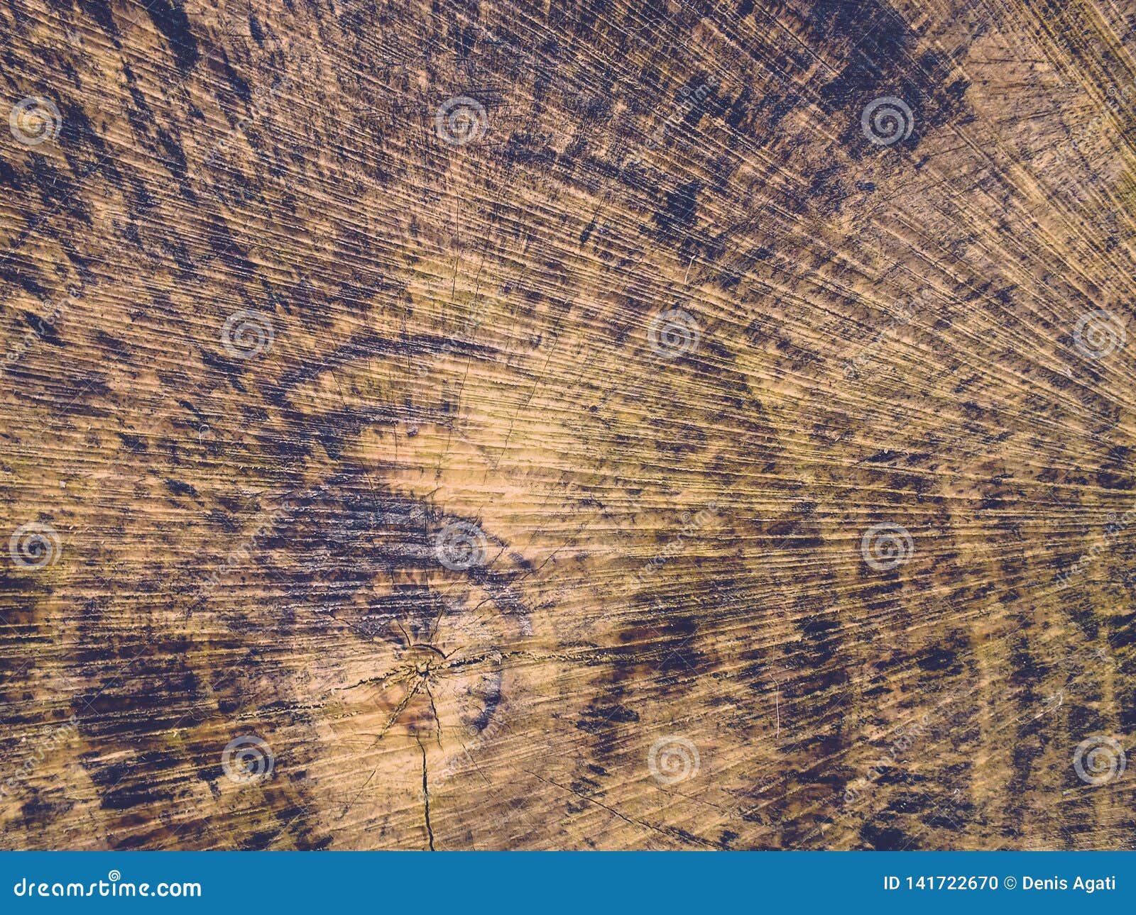Brown tree stump texture stock photo. Image of material - 141722670