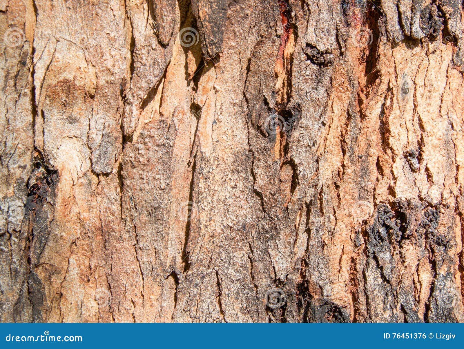 Brown Tree Surface Texture stock photo. Image of full - 76451376