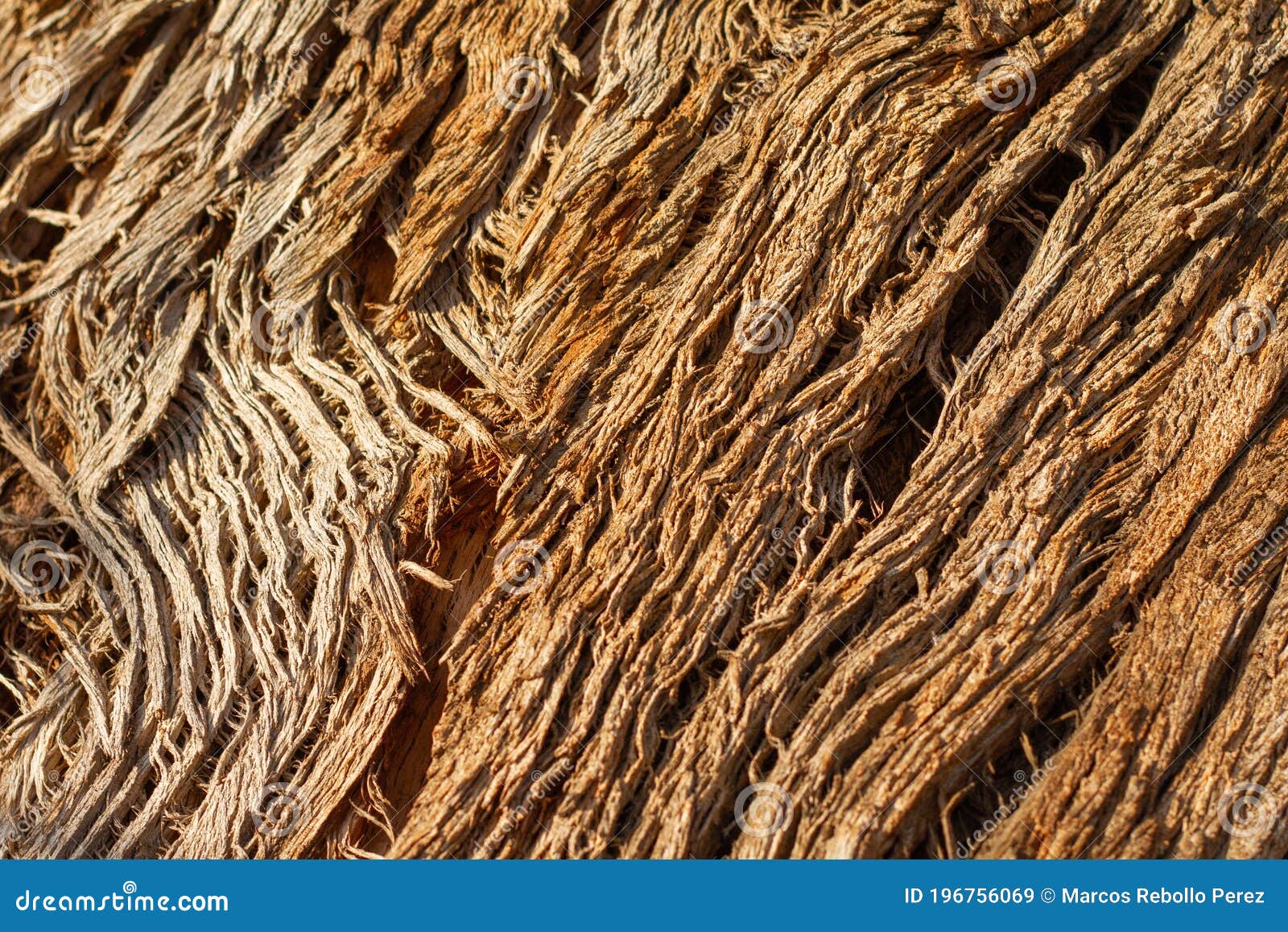 Brown Tree Texture stock image. Image of background - 196756069