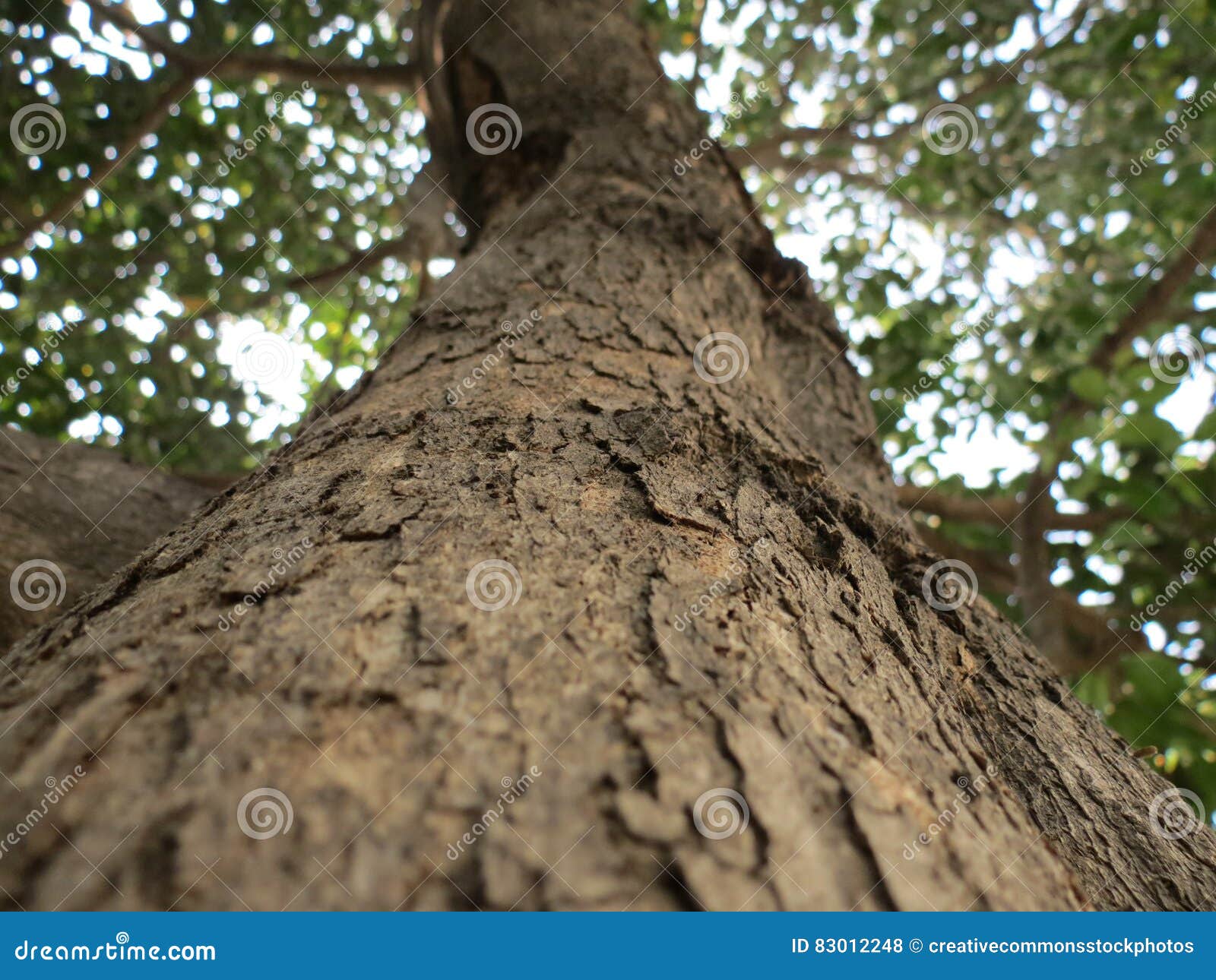 Brown Tree Trunk Picture. Image: 83012248