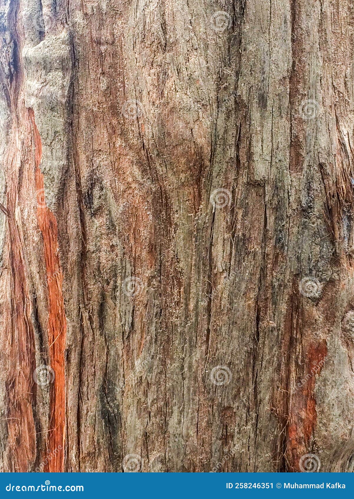 A Brown Tree Trunk S Texture Close Up View Stock Image - Image of view ...