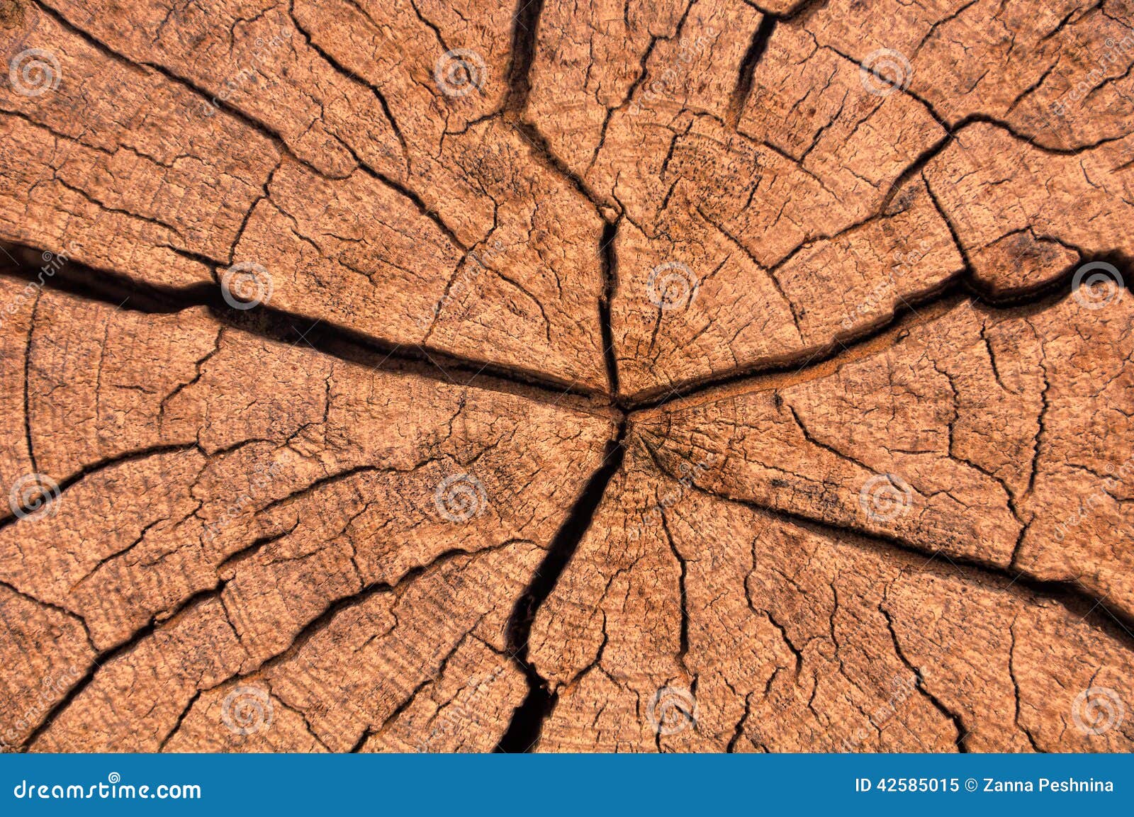 Brown Tree Trunk Texture or Background Stock Image - Image of natural ...