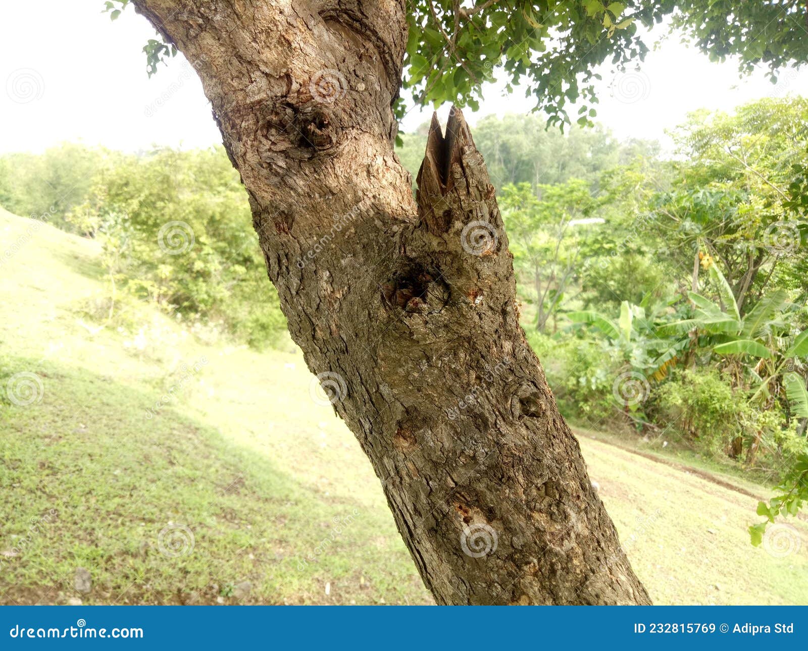 Brown Tree Trunk with Texture Stock Image - Image of bark, green: 232815769