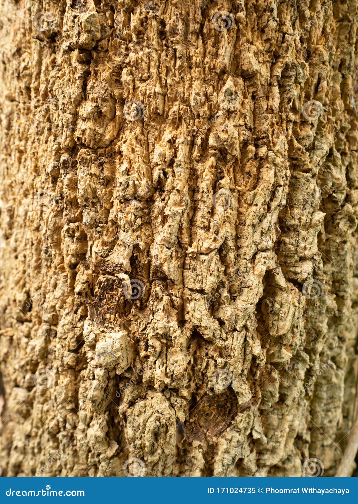 Brown Tree Trunk, Texture. Use for Background Stock Image - Image of ...