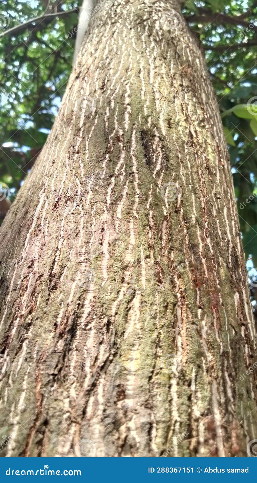Brown Tree Trunks with Green Leaves Under a Blue Sky Stock Image ...