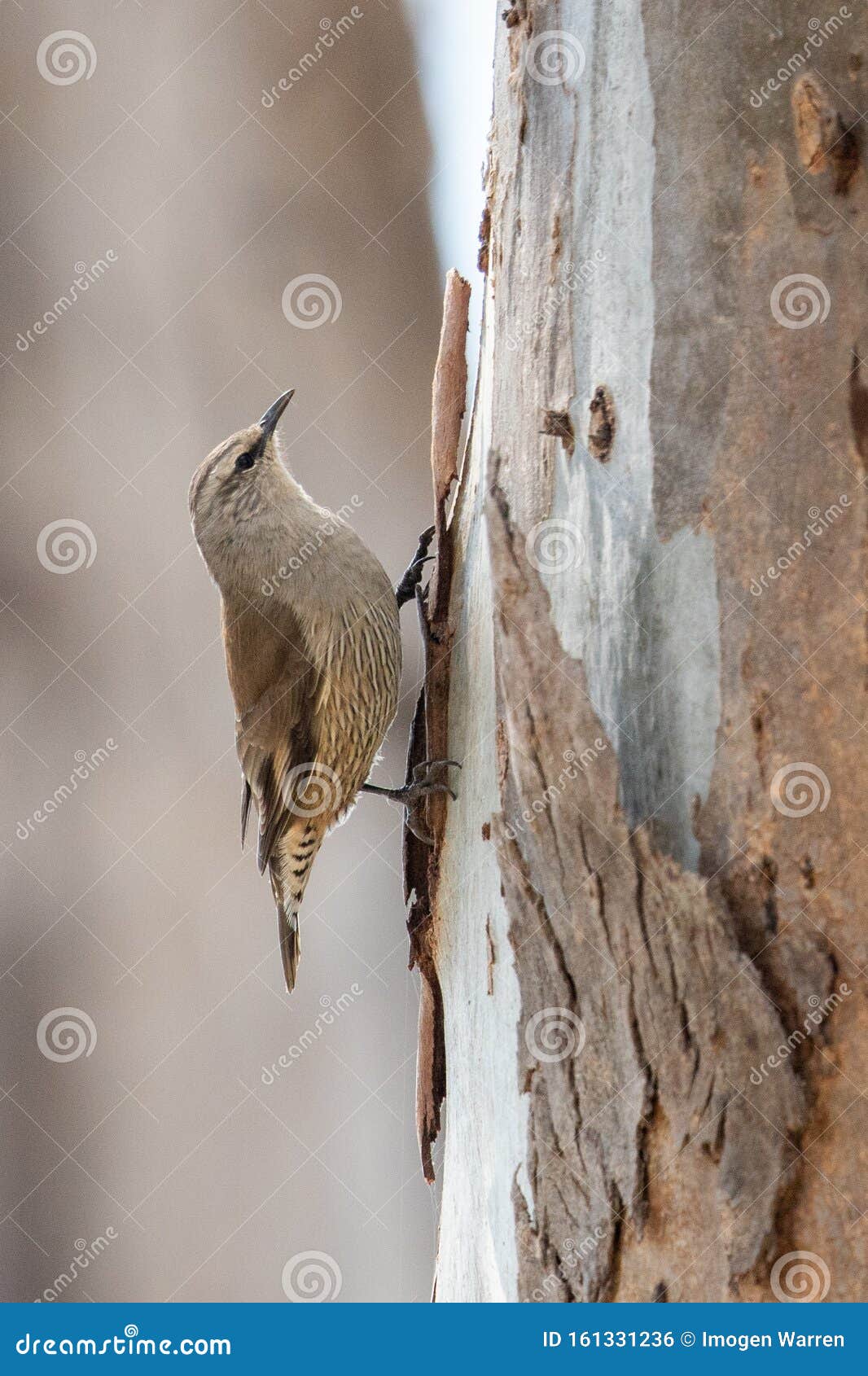 Brown Treecreeper in Australia Stock Photo - Image of native, creeper ...