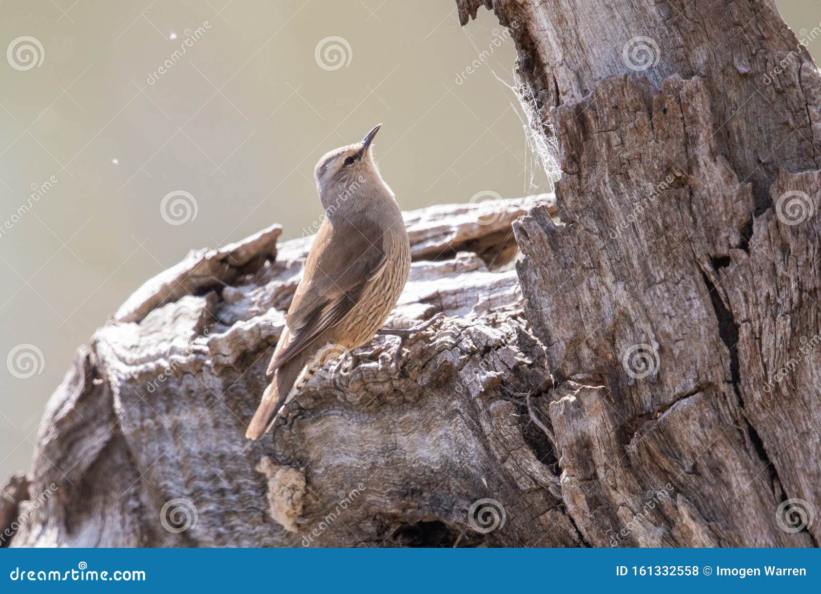 Brown Treecreeper in Australia Stock Photo - Image of climacteris ...