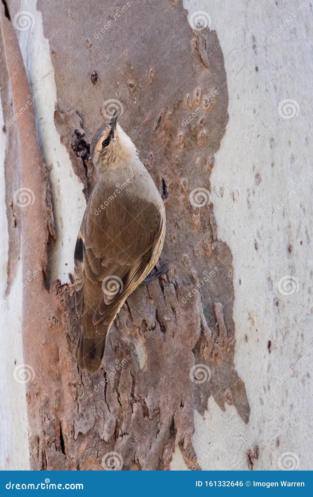Brown Treecreeper in Australia Stock Photo - Image of colourful ...