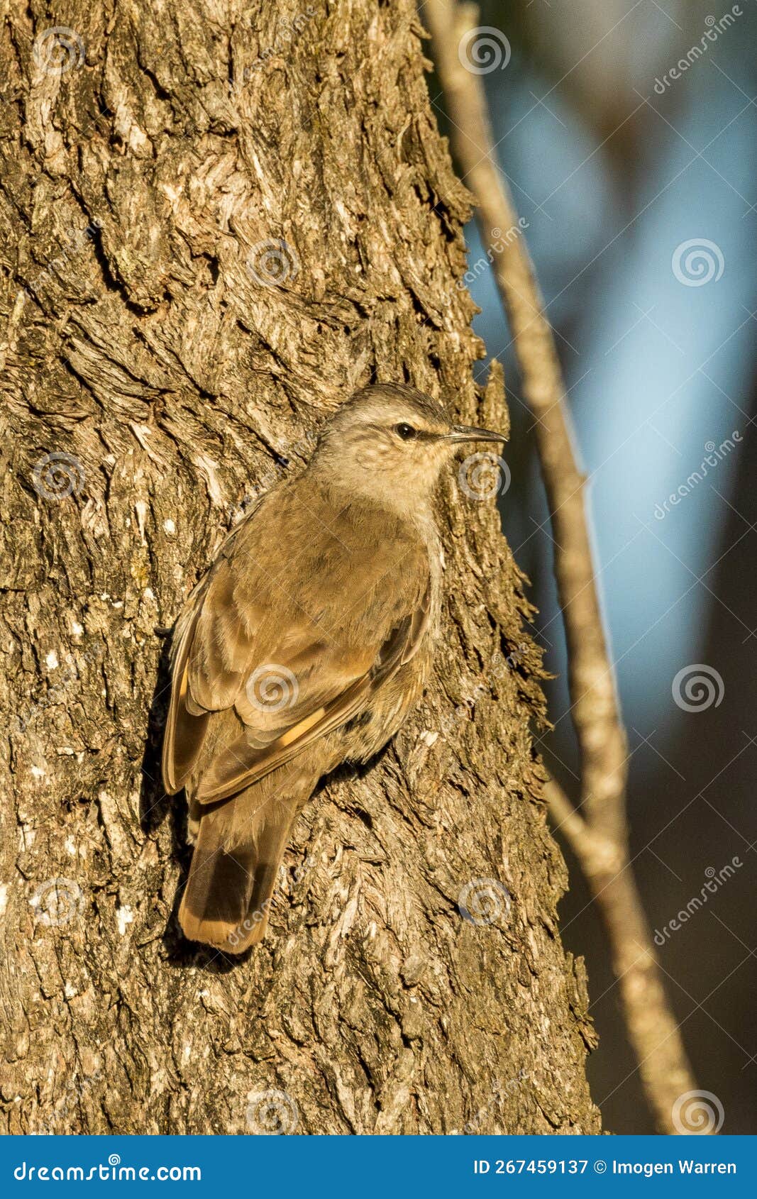 Brown Treecreeper in Victoria, Australia Stock Image - Image of cryptic ...