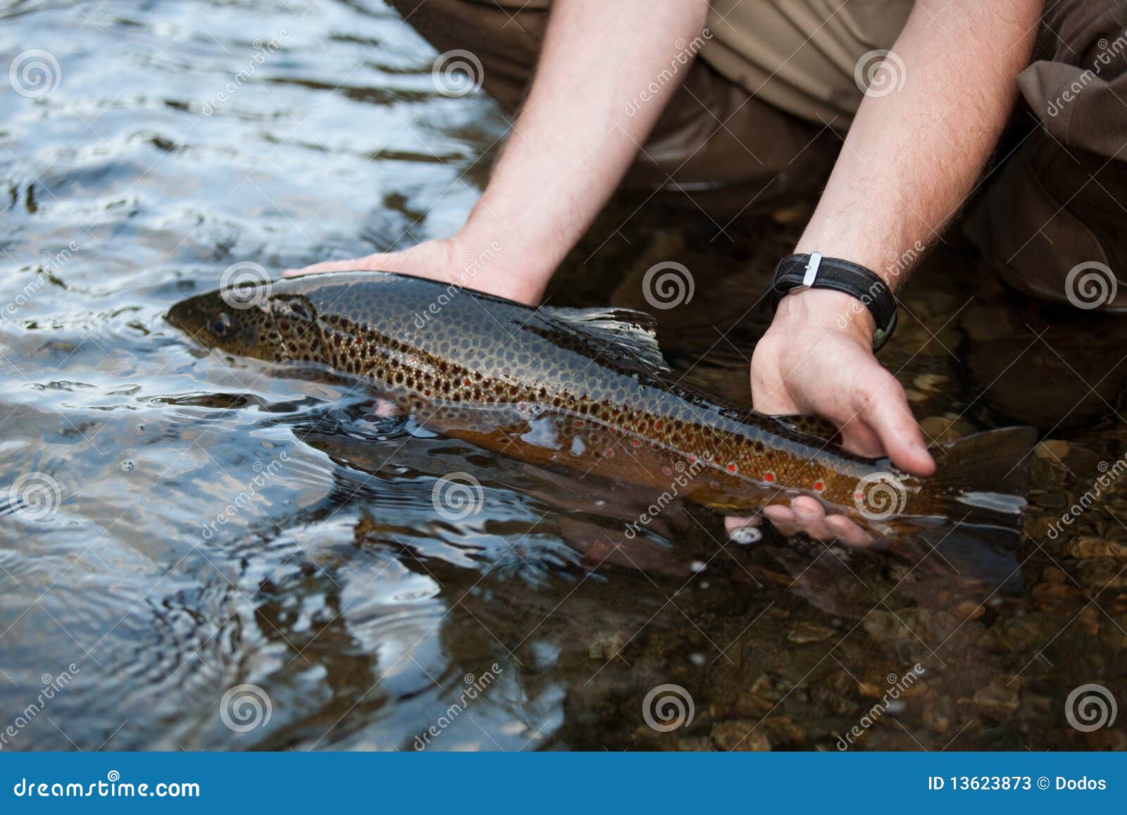 Brown Trout stock image. Image of norway, color, creek - 13623873