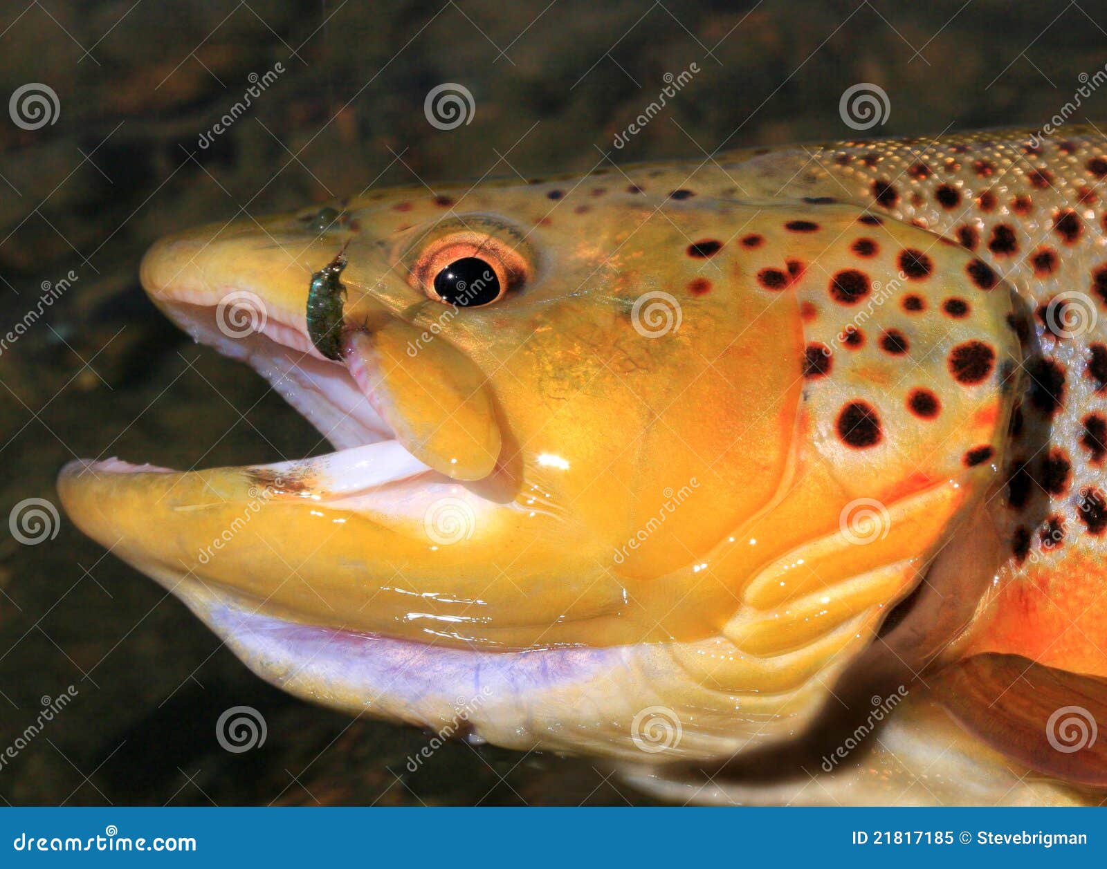Brown trout stock image. Image of angler, brown, stream - 21817185