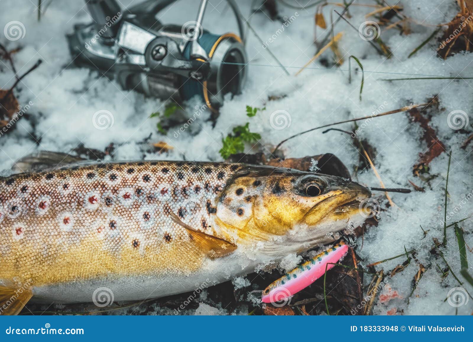 Brown Trout Close-up. Trout Fishing Stock Photo - Image of recreation ...