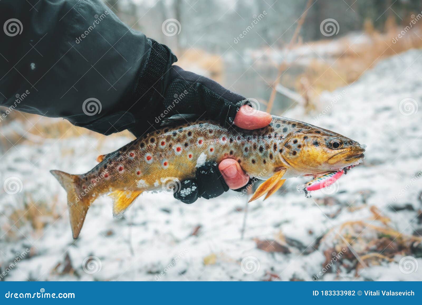 Brown Trout Close-up. Trout Fishing Stock Photo - Image of snake, reel ...