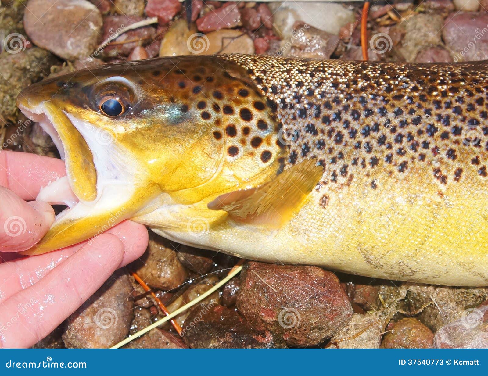 Brown Trout fish stock image. Image of flyfish, white - 37540773