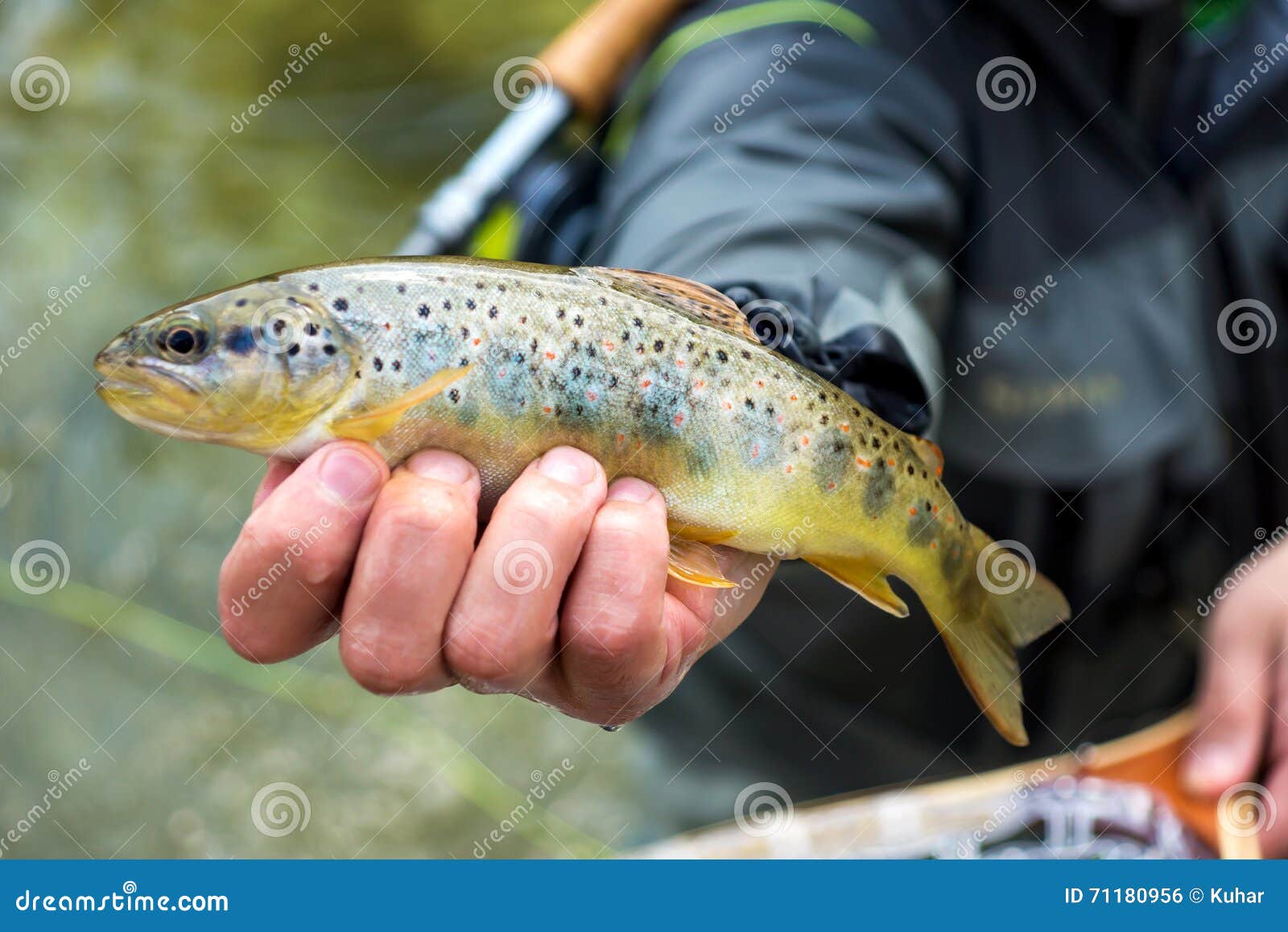 Brown trout stock photo. Image of fishing, sport, guide - 71180956