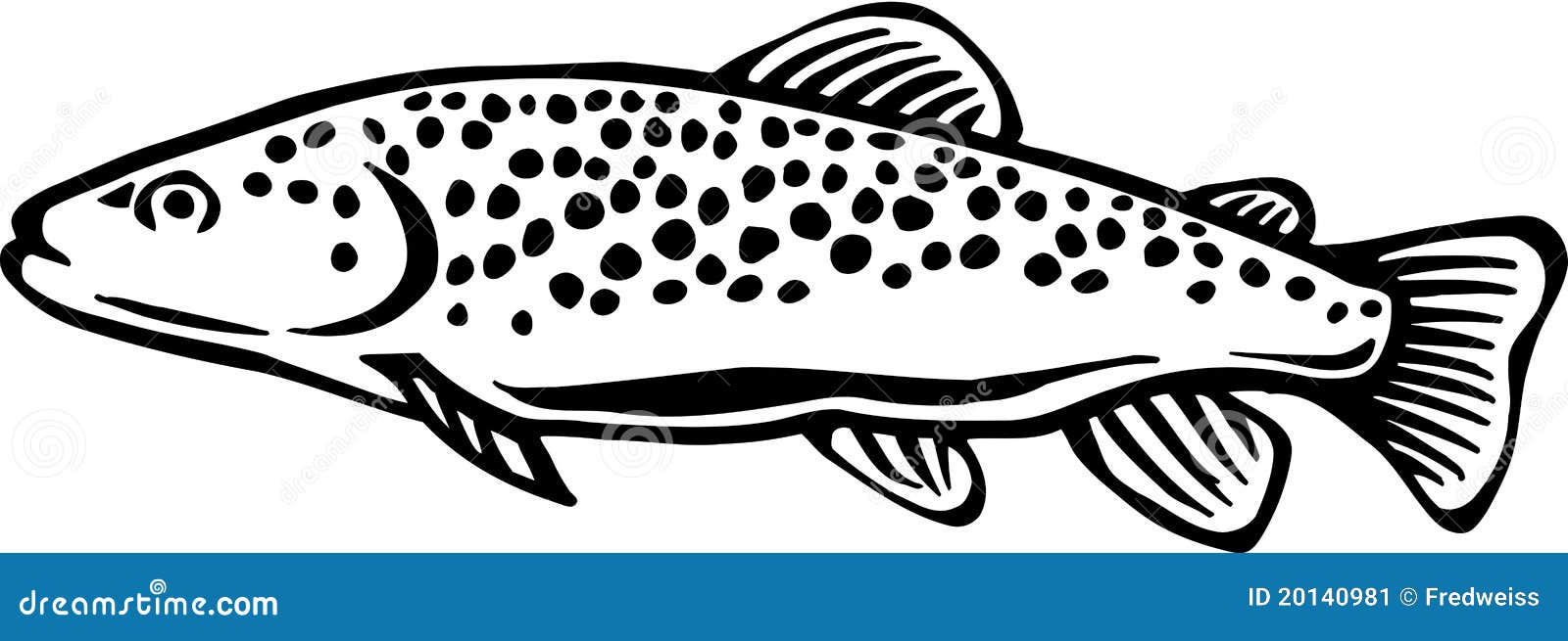 Brown Trout Illustration stock vector. Illustration of nature - 20140981