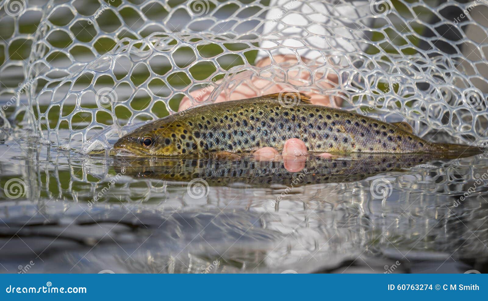Brown Trout in Net with Reflections Stock Photo - Image of water, trout ...