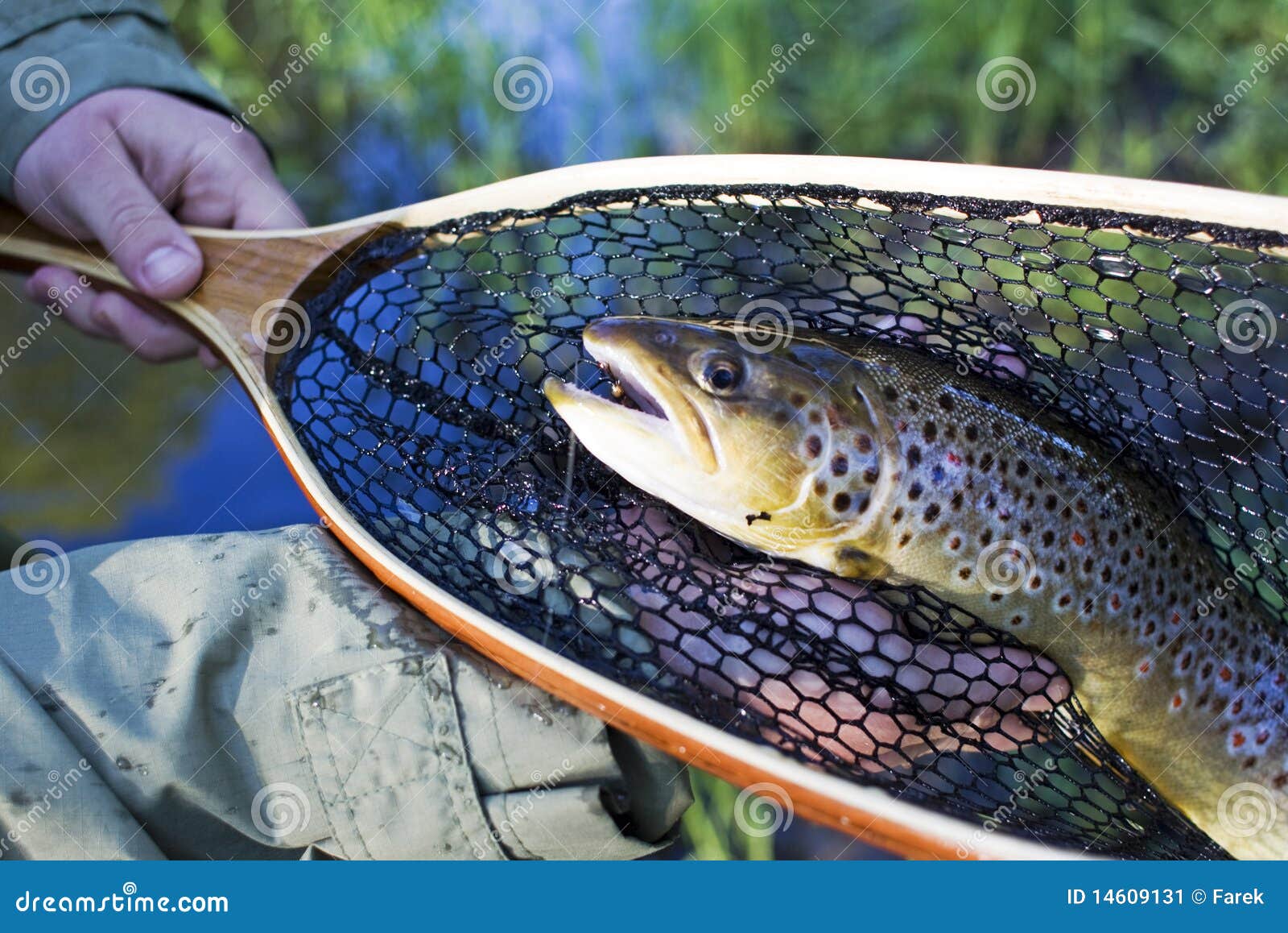 Brown trout portrait stock image. Image of animals, rainbow - 14609131