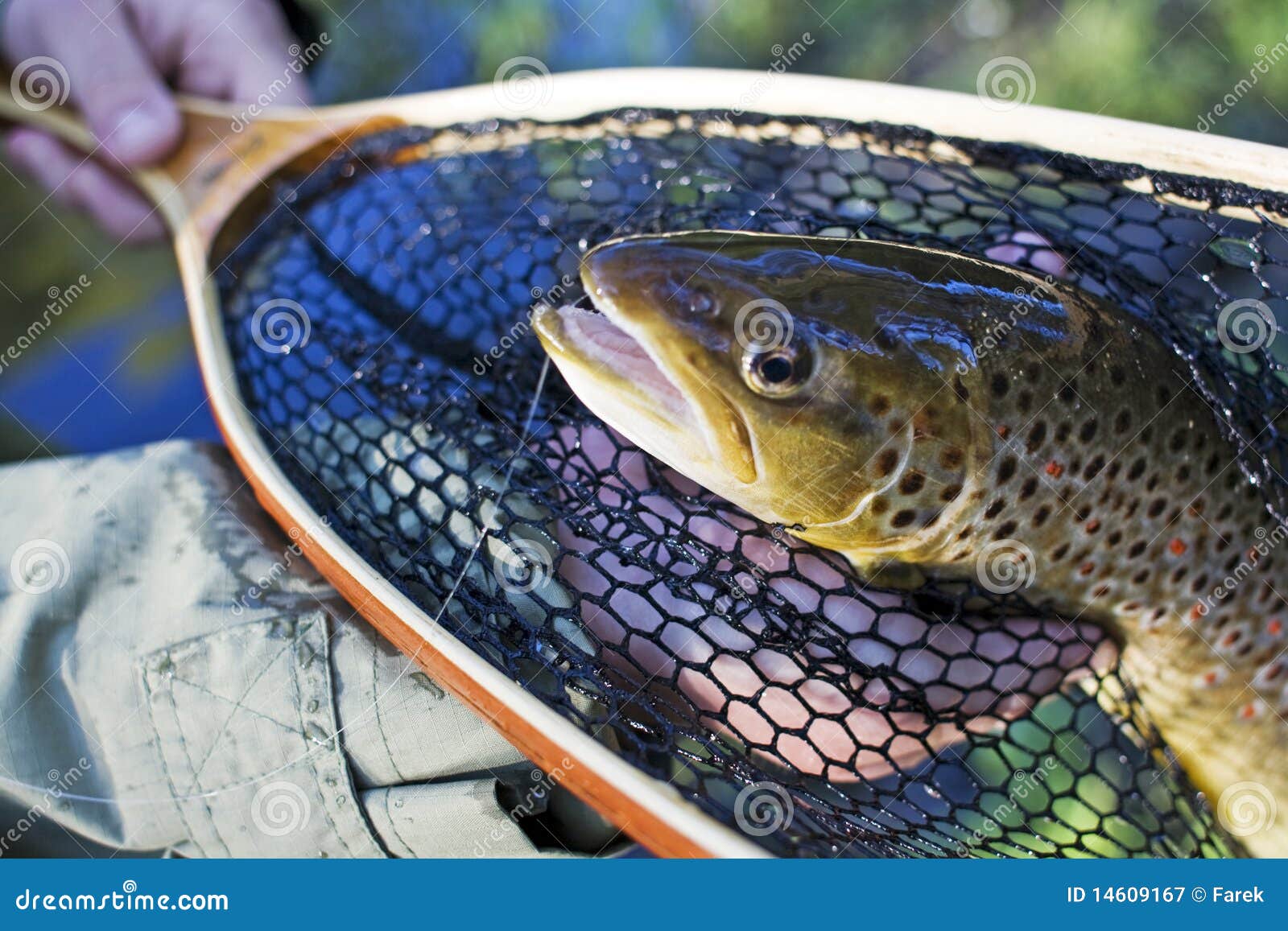 Brown trout portrait stock image. Image of animals, fishing - 14609167