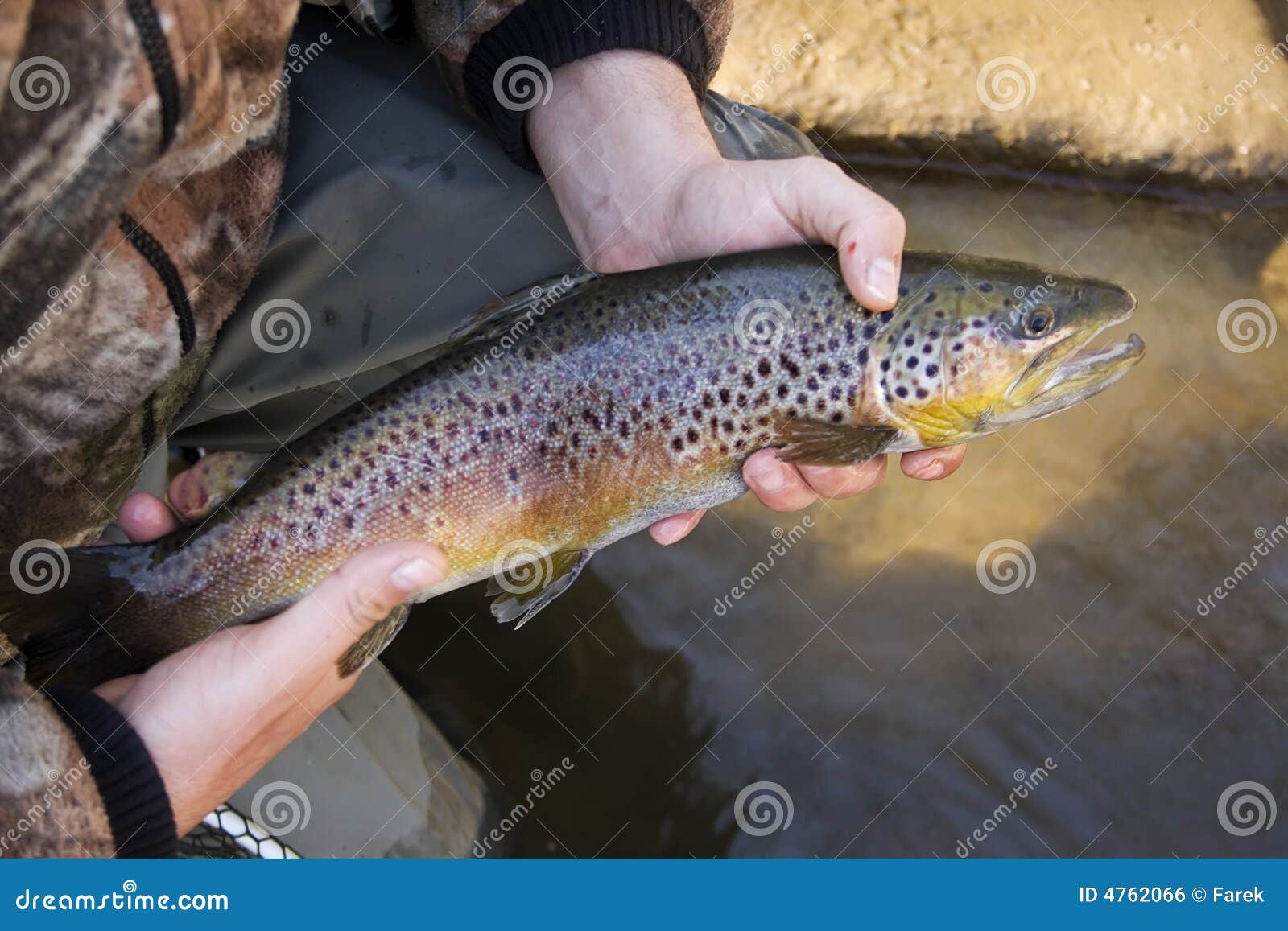 Brown trout portrait stock photo. Image of trout, sport - 4762066