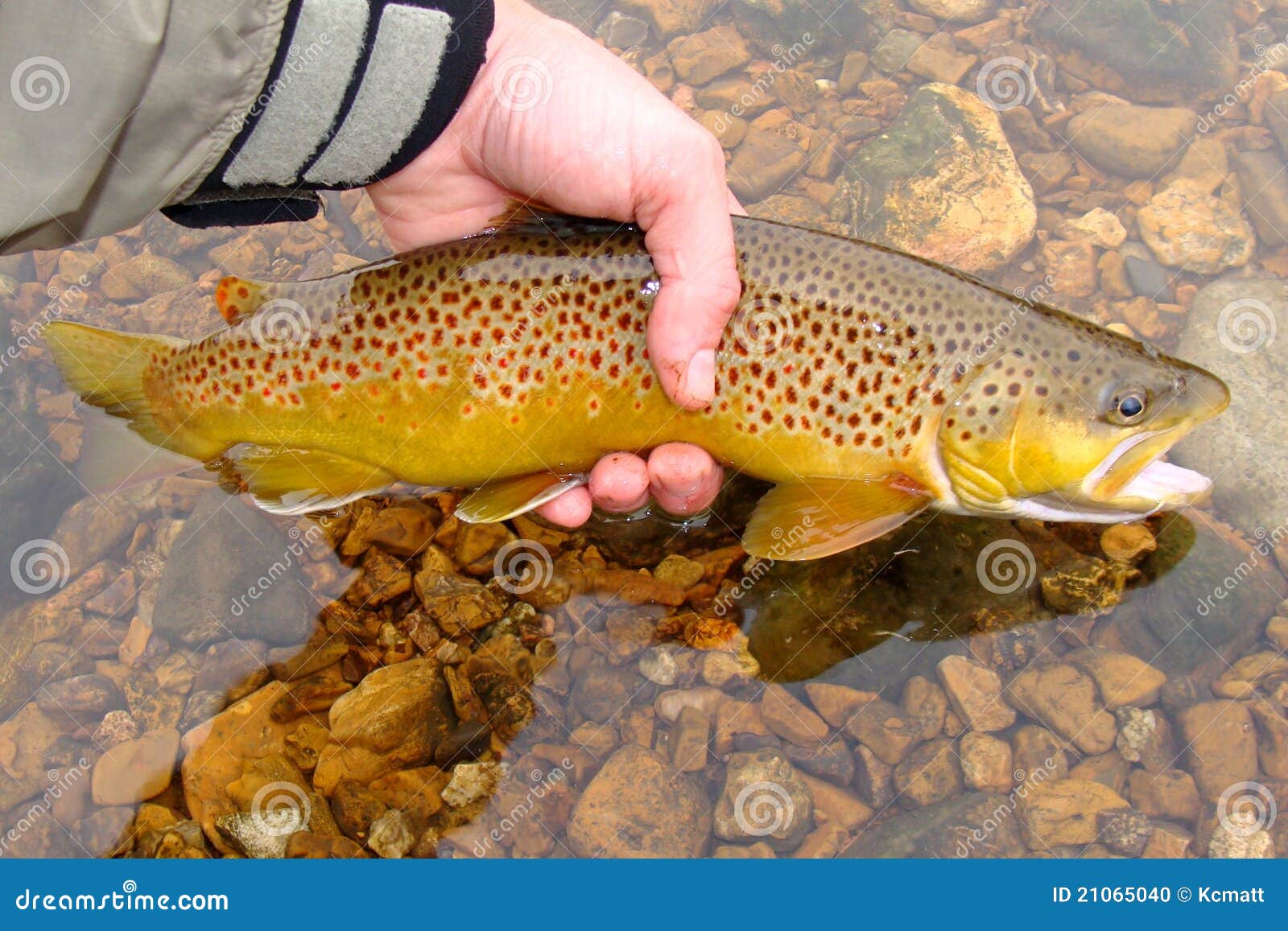 Brown Trout Release stock photo. Image of spotted, river - 21065040