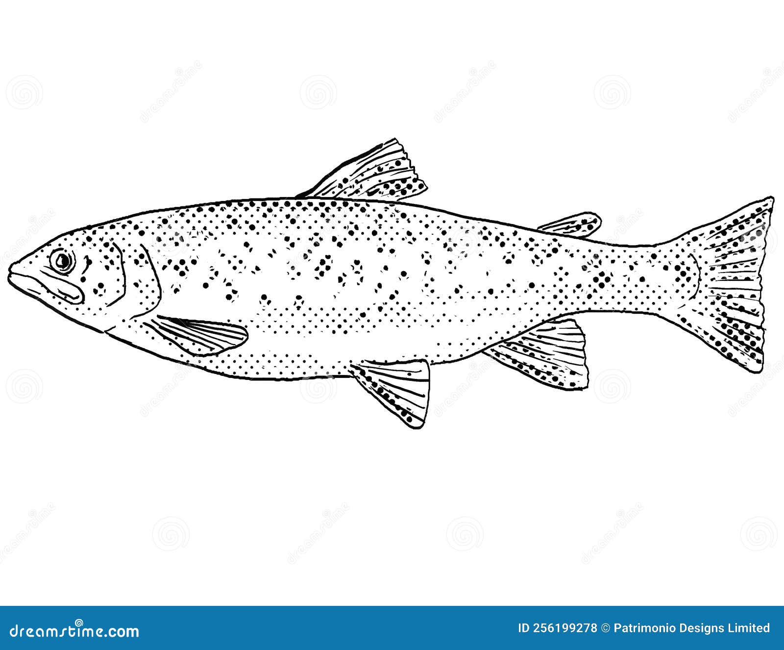 Brown Trout Or Salmo Trutta Freshwater Fish Cartoon Drawing Royalty ... Brown Trout Or Salmo Trutta Freshwater Fish Cartoon Drawing Royalty ...