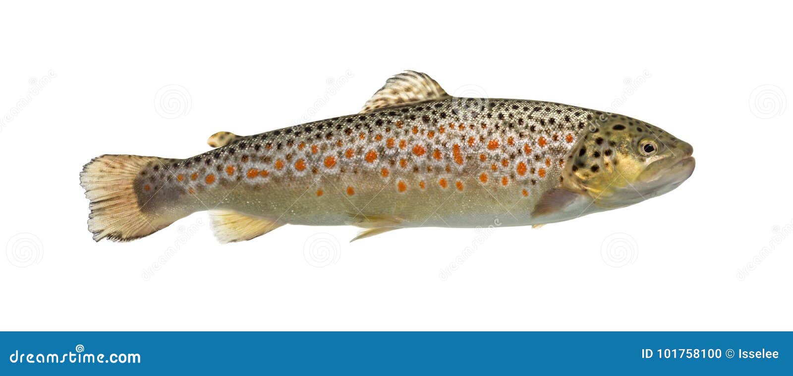 Brown Trout Swimming, Isolated Stock Photo - Image of white, brown ...
