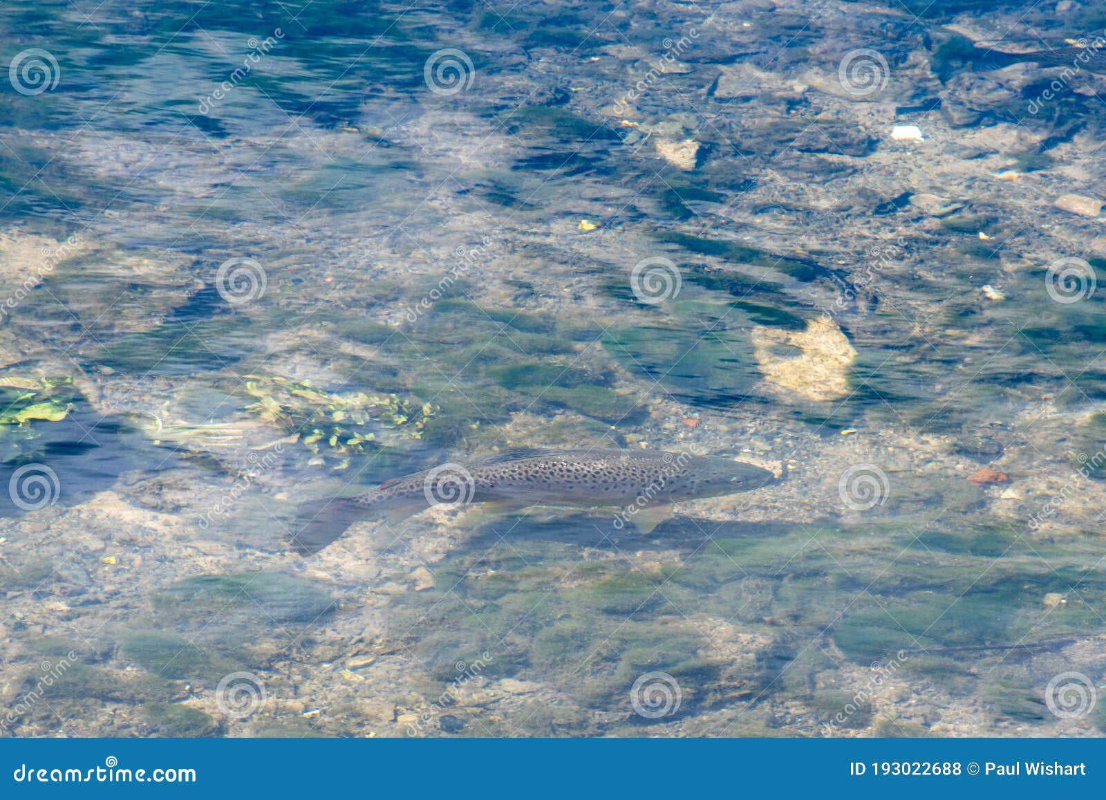 Brown Trout Swimming in Stream Stock Photo - Image of freshwater, river ...