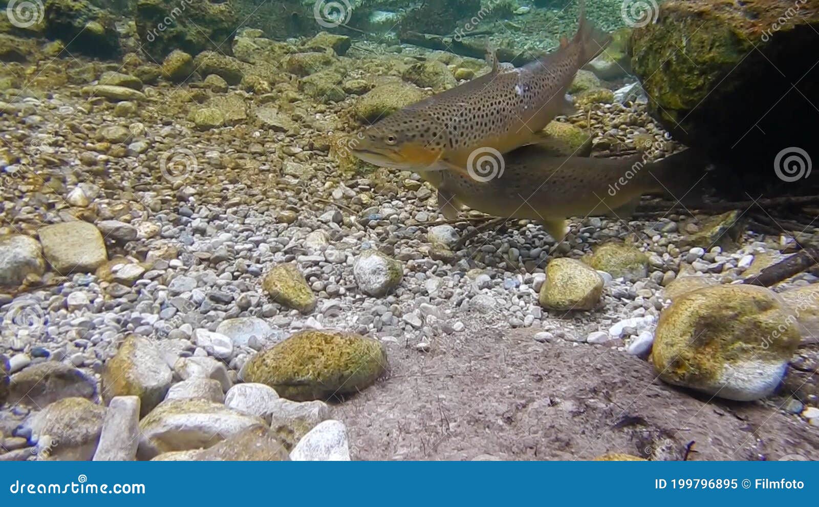Brown Trout Underwater in Preparation for Spawning Stock Video - Video ...