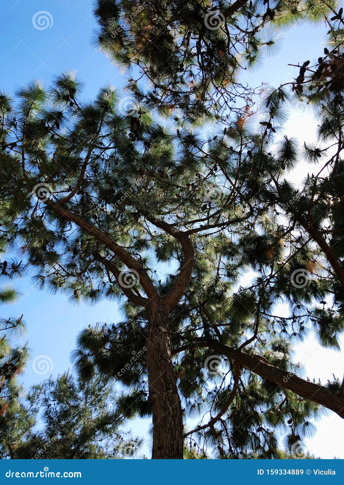 The Brown Trunk of the Pine Tree and Branches. Bottom View of the Pine ...