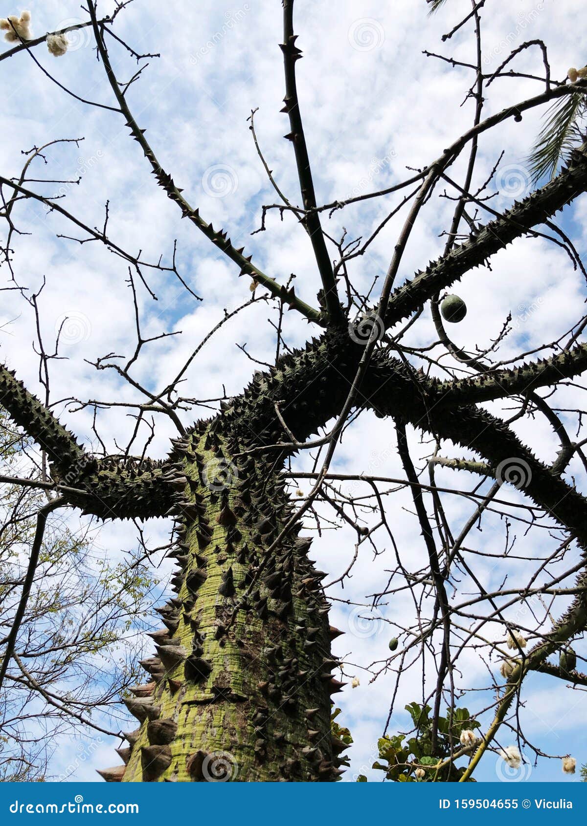 The Brown Trunk of the Tree, Spines and Branches. Bottom View of the ...