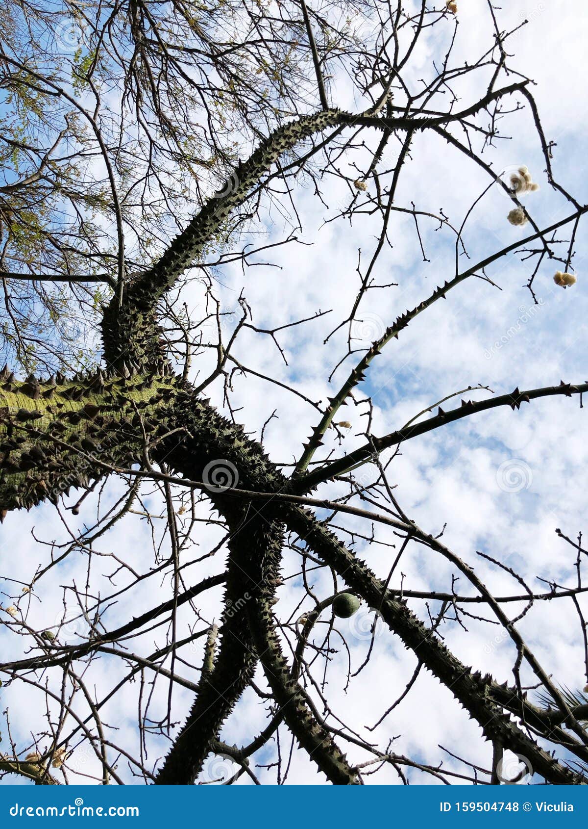 The Brown Trunk of the Tree, Spines and Branches. Bottom View of the ...