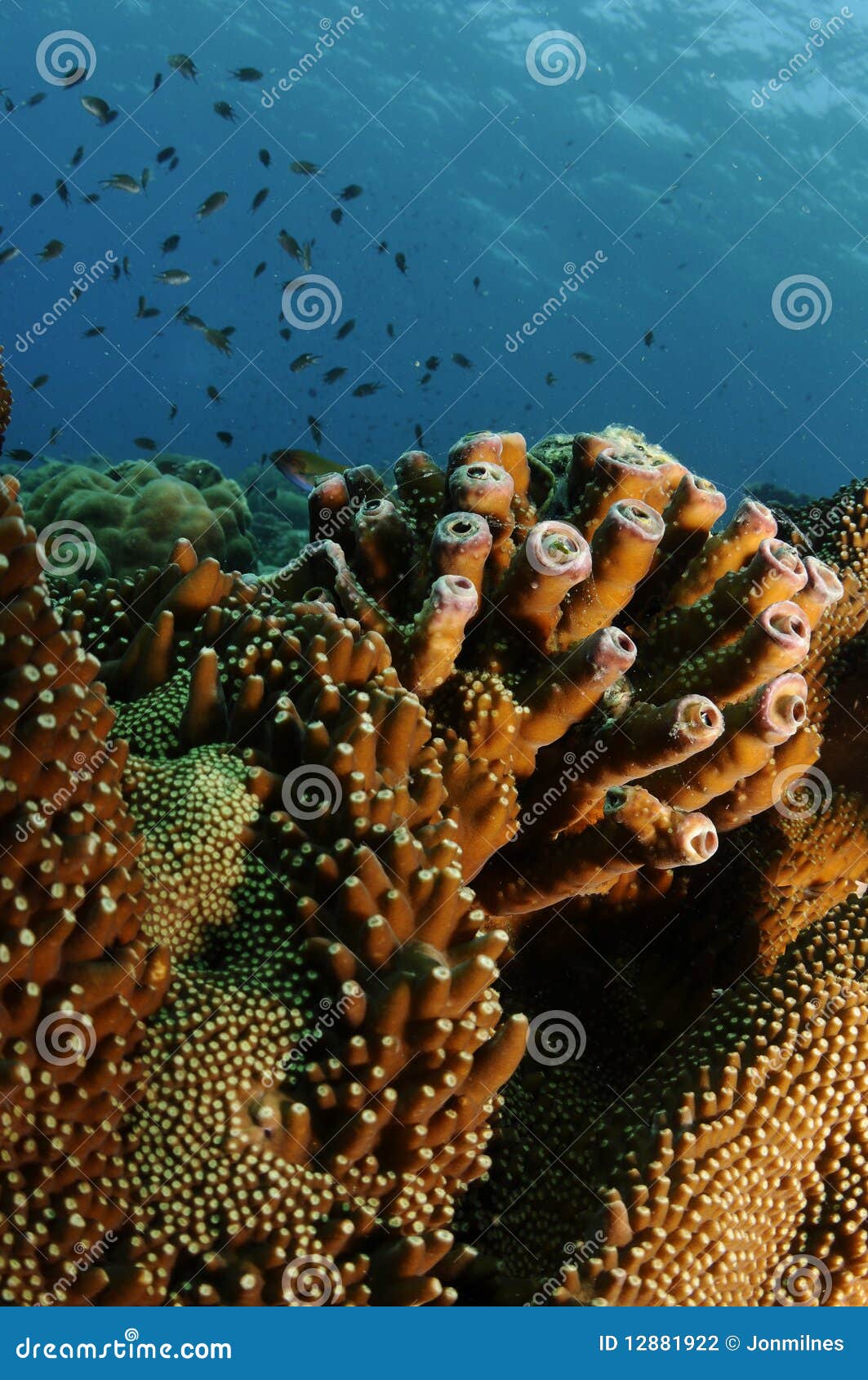 Brown tube coral stock photo. Image of beauty, snorkeling - 12881922