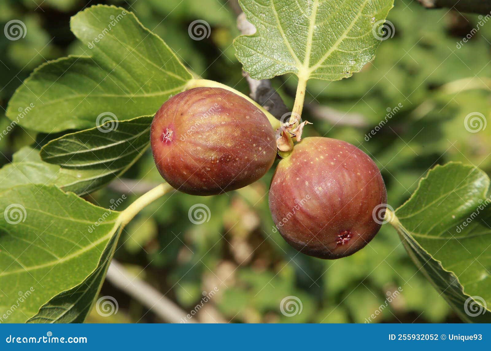 Brown Turkey` Figs in the Tree Stock Photo - Image of turkey, early ...
