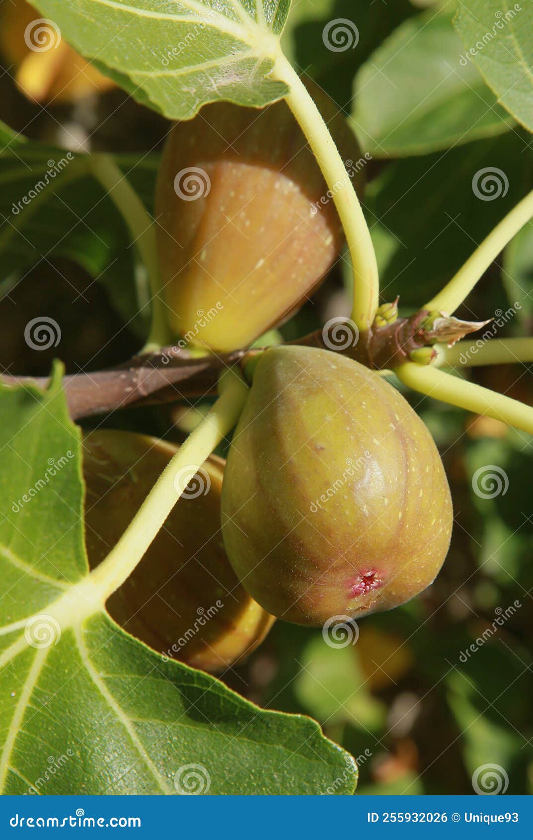 Brown Turkey` Figs in the Tree Stock Photo - Image of vitamin, carica ...