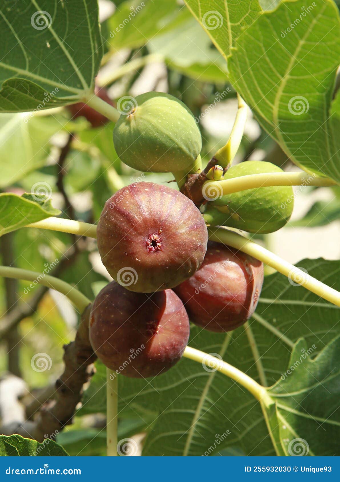 Brown Turkey` Figs in the Tree Stock Photo - Image of ficus, autumn ...