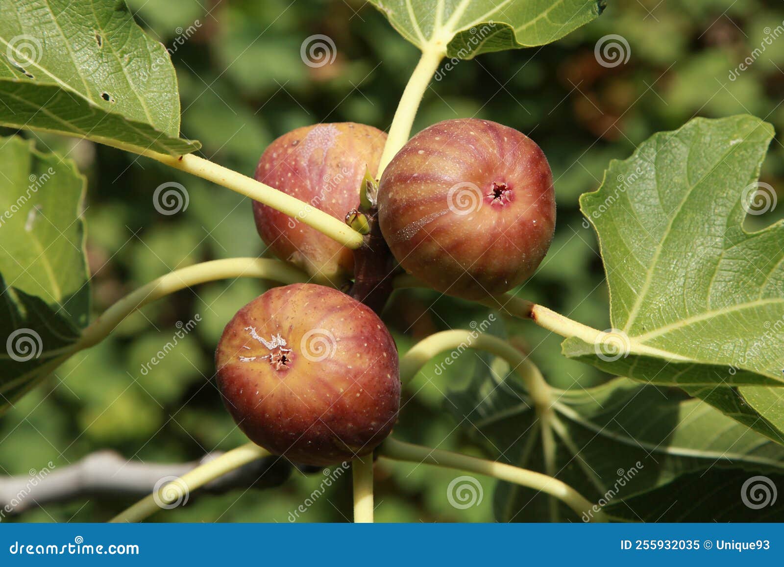 Brown Turkey` Figs in the Tree Stock Image - Image of autumn, food ...