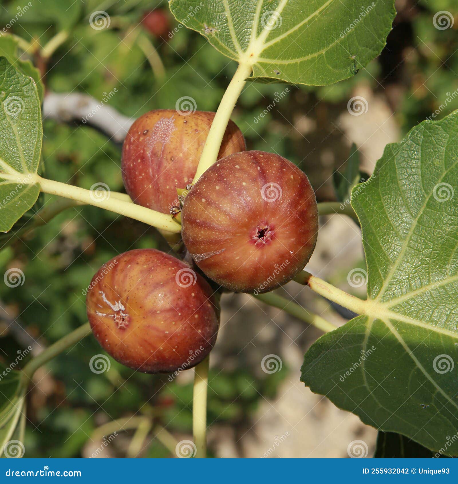Brown Turkey` Figs in the Tree Stock Photo - Image of tree, figs: 255932042