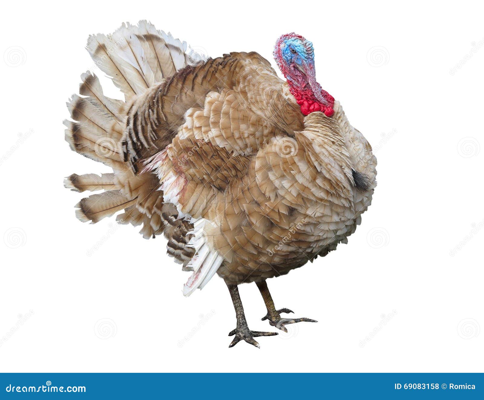 Brown Turkey Isolated on the White Background Stock Photo - Image of ...