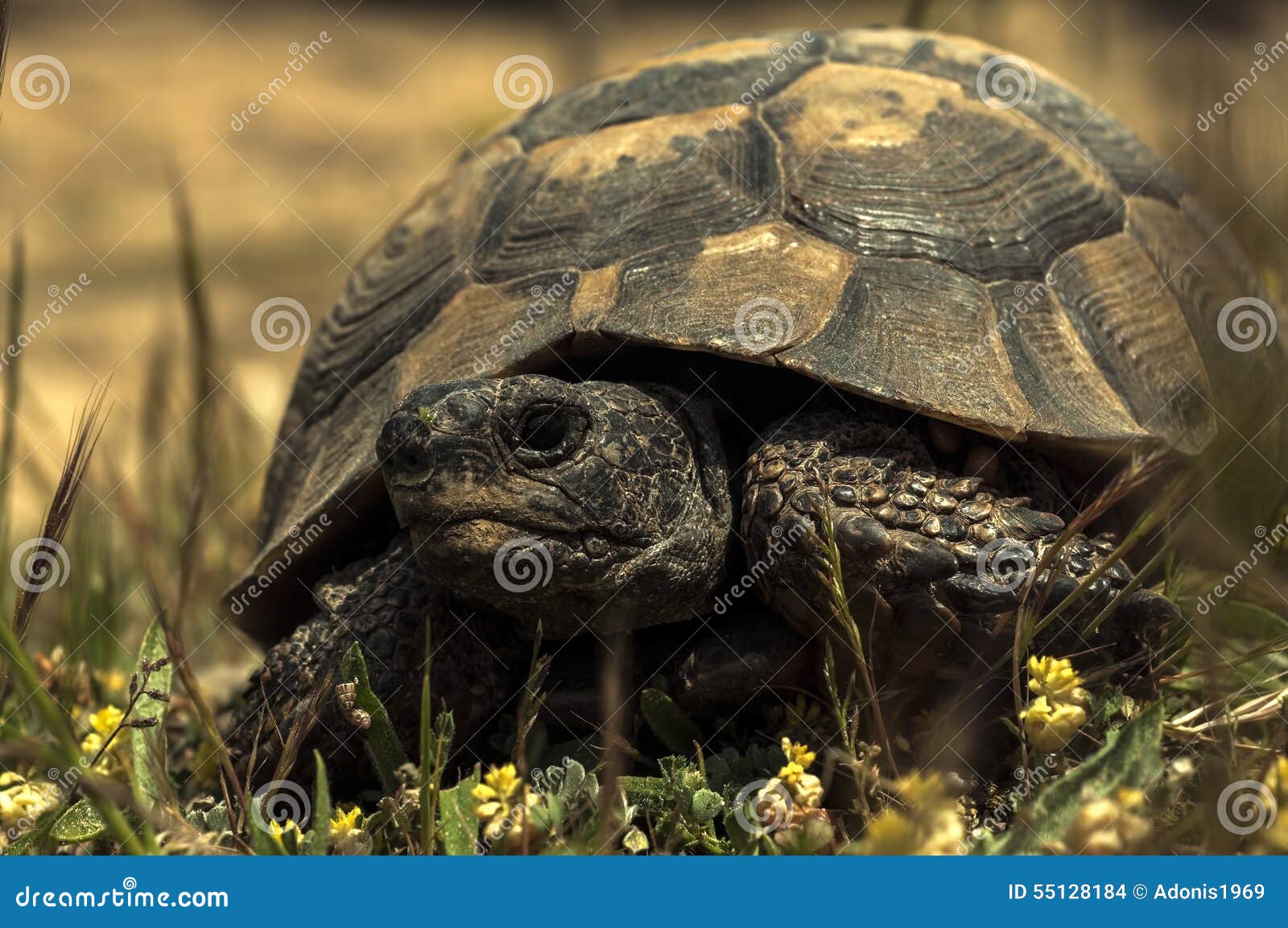 Brown turtle stock photo. Image of grass, daylight, flowers - 55128184