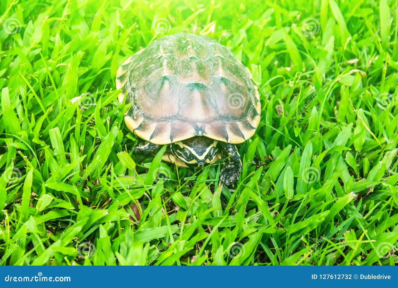 A Brown Turtle on the Green Grass Yard. Stock Photo - Image of yard ...
