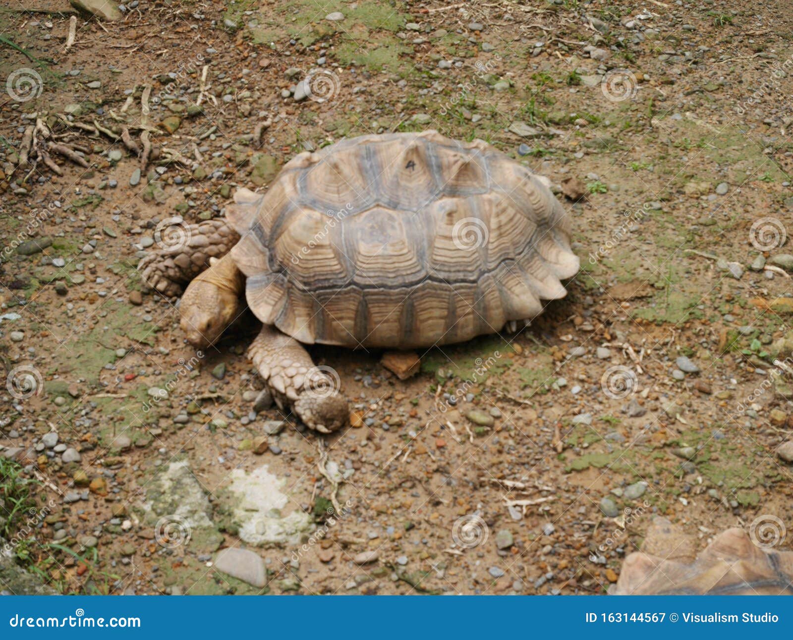 A Brown Turtle on the Ground Stock Image - Image of life, marine: 163144567