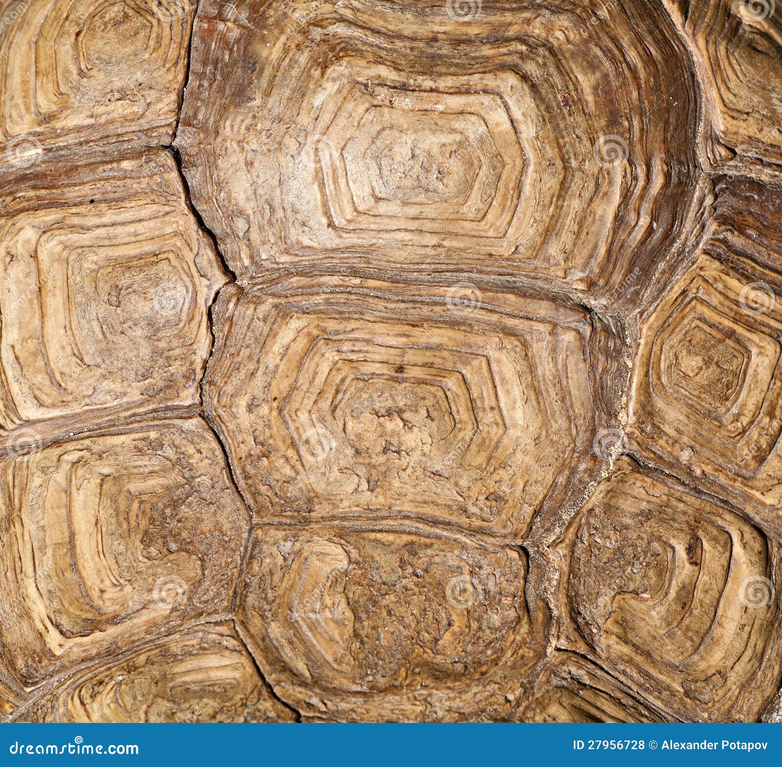 Turtle Shell And Pottery Vessels, Kichwa Community Of Sani Isla In The ...