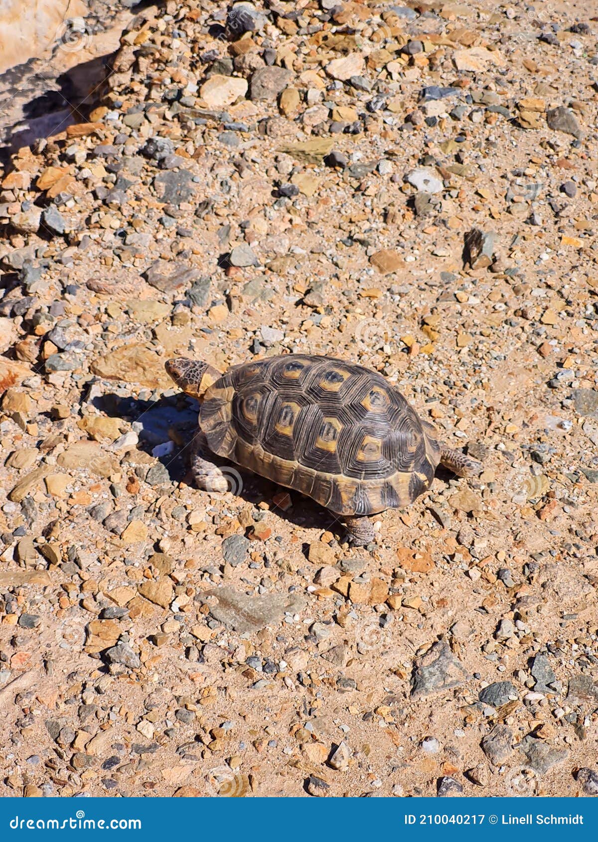 Brown Turtle Walking on Gravel Road with Rocks Stock Image - Image of ...