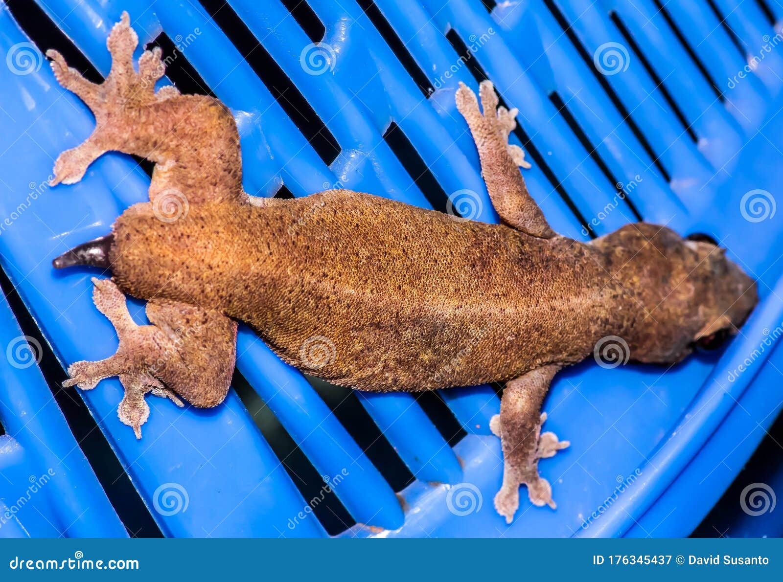 A Brown Ugly Cut Off Tail Lizard Stock Image - Image of house, tail ...